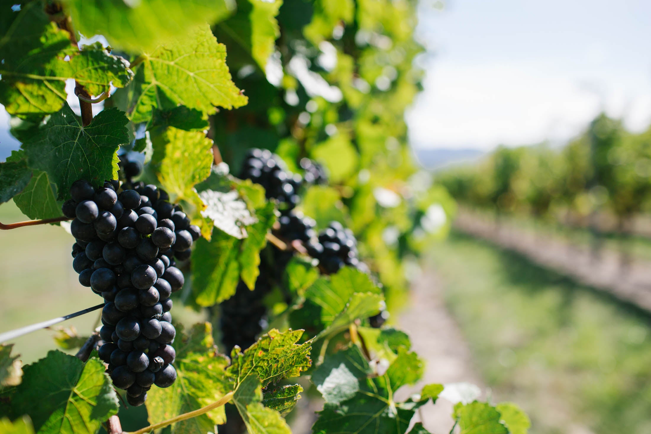 Delta Wins Blue Gold and Top 100 – Delta Wines